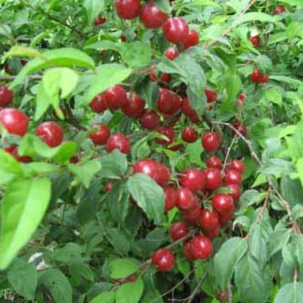 Cherry, Bush - Jan | Friends School Plant Sale