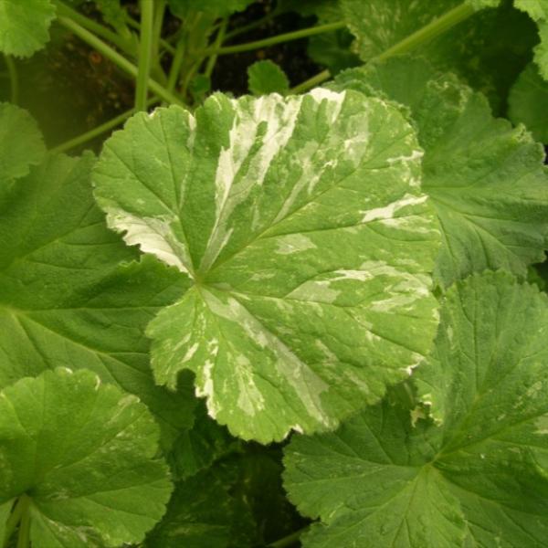 Geranium, Scented - Snowflake | Friends School Plant Sale