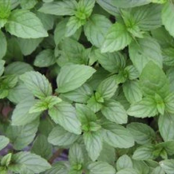 Mint - Peppermint | Friends School Plant Sale