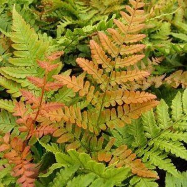 Fern, Japanese Shield - Brilliance | Friends School Plant Sale