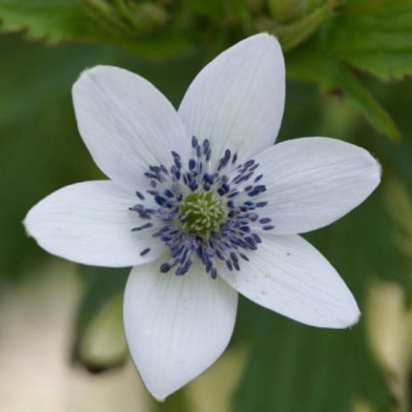 Anemone, Himalayan - Glacier | Friends School Plant Sale