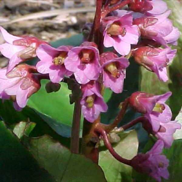 Pigsqueak - Pigsqueak | Friends School Plant Sale