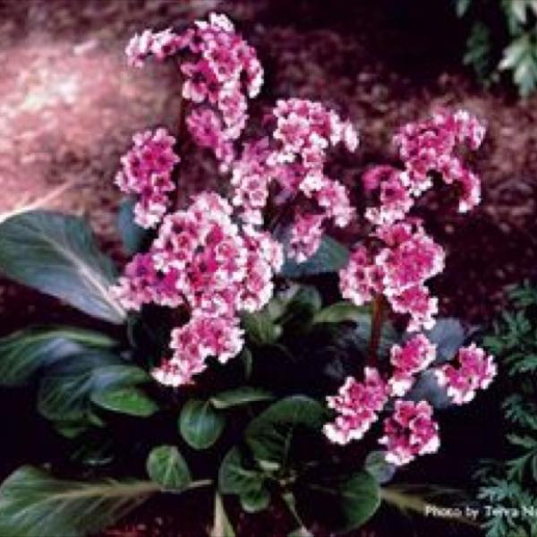 Pigsqueak - Pink Dragonfly | Friends School Plant Sale