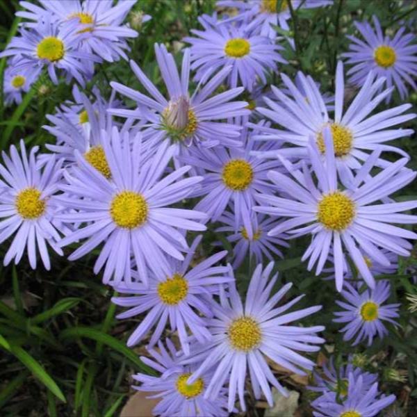 Daisy, Blue - Blue Star | Friends School Plant Sale