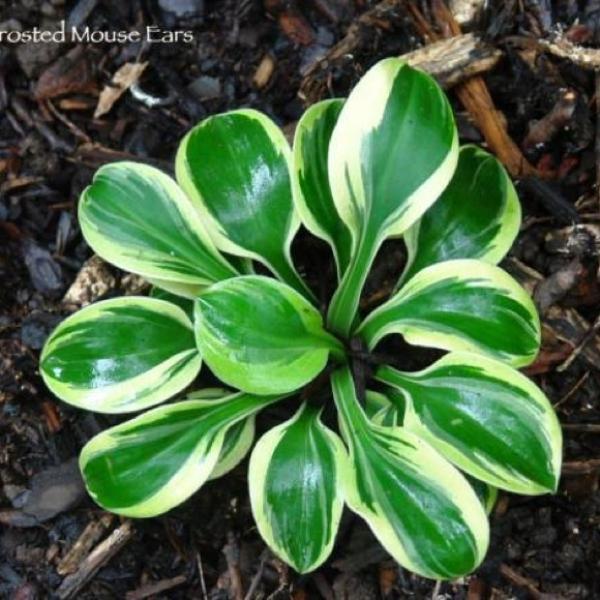 Hosta - Frosted Mouse Ears | Friends School Plant Sale
