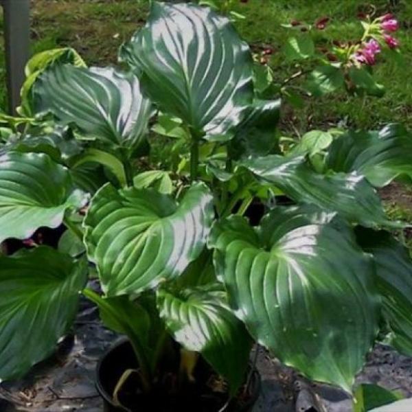 Hosta - Irish Luck | Friends School Plant Sale