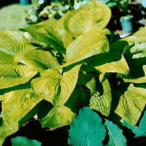 Hosta - Key West | Friends School Plant Sale