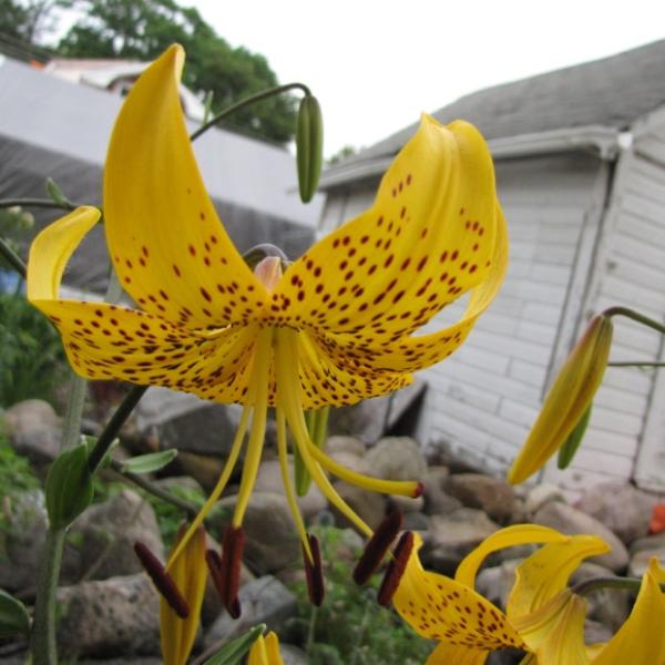Lily, Asiatic - Citronelle | Friends School Plant Sale