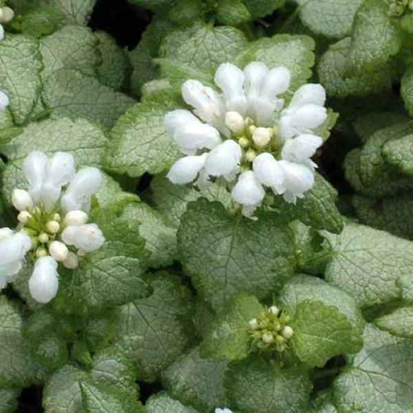 Lamium - White Nancy - 6 packs | Friends School Plant Sale