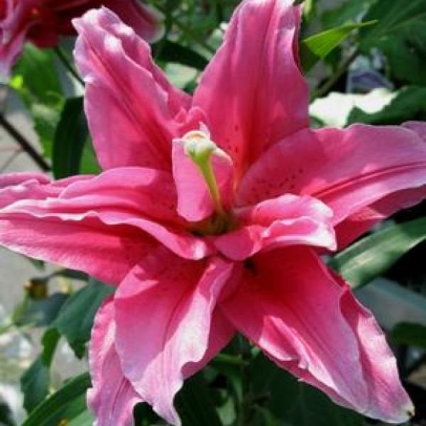 Lily, Oriental - Elena | Friends School Plant Sale