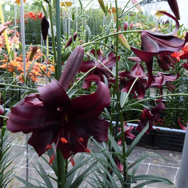 Lily, Asiatic - Night Flyer | Friends School Plant Sale