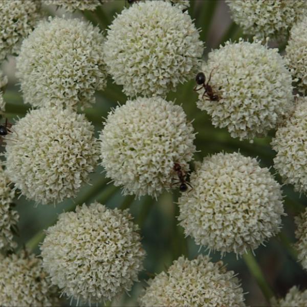 Moon Carrot - S. gummiferum | Friends School Plant Sale