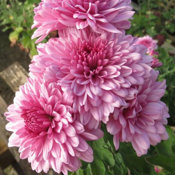 Mum, Minnesota - Grandchild | Friends School Plant Sale