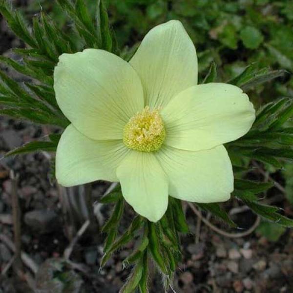 Pasque Flower, Alpine - Yellow | Friends School Plant Sale