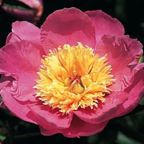 Peony - Madison | Friends School Plant Sale