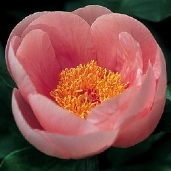 Peony - Soft Salmon Saucer | Friends School Plant Sale