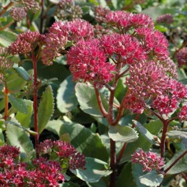 Stonecrop, Upright - Emperor's Wave | Friends School Plant Sale