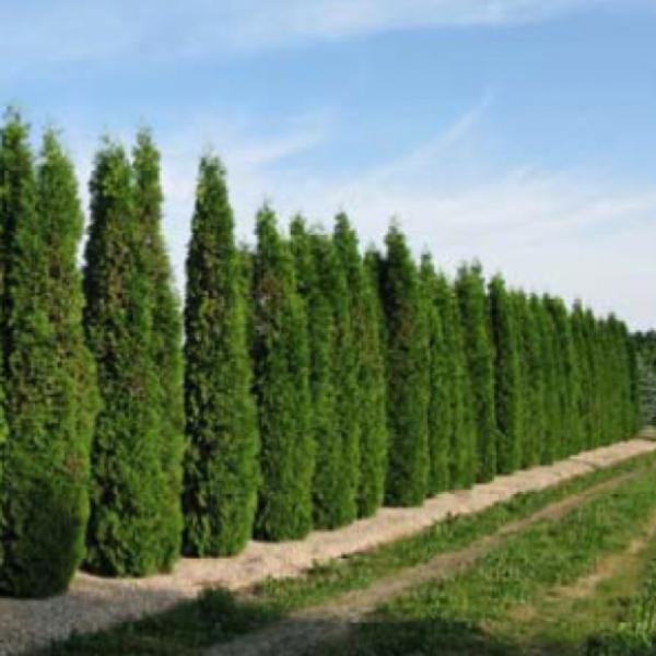 Arborvitae - Skybound | Friends School Plant Sale