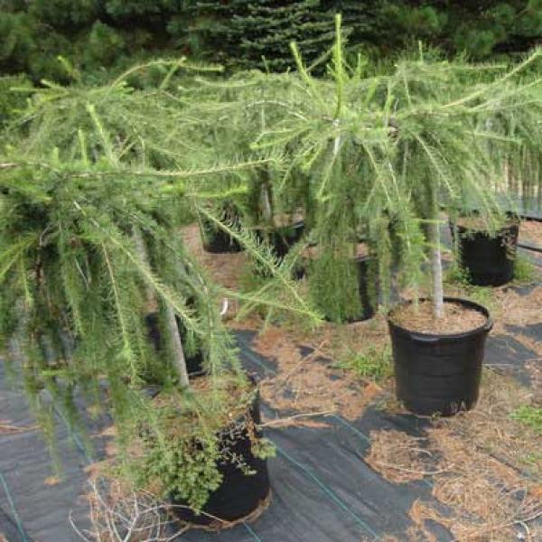 Larch, European - Varied Directions | Friends School Plant Sale