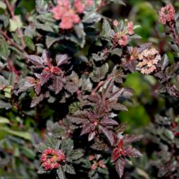 Ninebark - Little Devil | Friends School Plant Sale