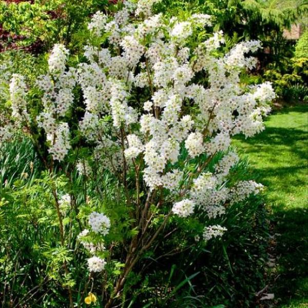 Yellow Horn - X. sorbifolium | Friends School Plant Sale