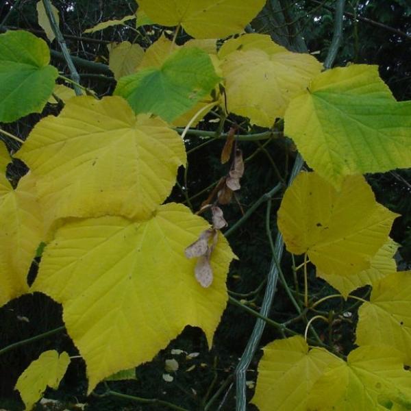 Maple, Manchurian Striped - Joe Witt | Friends School Plant Sale