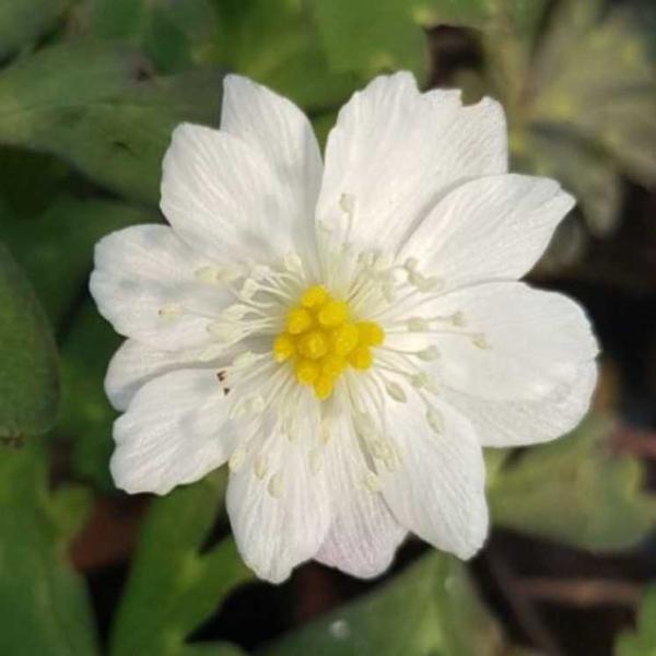 Windflower, Japanese - Futabazuru | Friends School Plant Sale