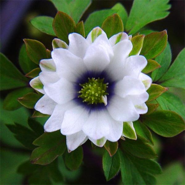 Anemone, Wood - Bracteata Pleniflora | Friends School Plant Sale
