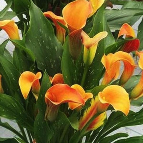 Calla - Qatar | Friends School Plant Sale