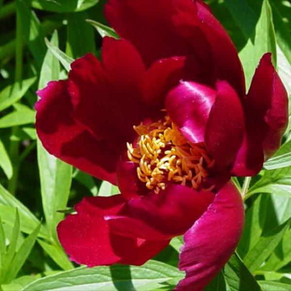Peony - Early Scout | Friends School Plant Sale