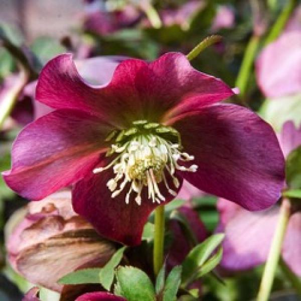 Hellebore - Red Lady | Friends School Plant Sale