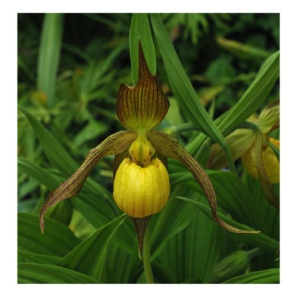 Lady's Slipper, Hybrid - Kristi Lyn | Friends School Plant Sale