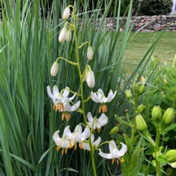 Lily, Martagon - Snowy Morning | Friends School Plant Sale