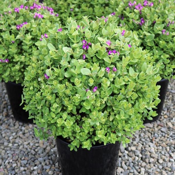 Petite Butterfly Sweet Pea Shrub