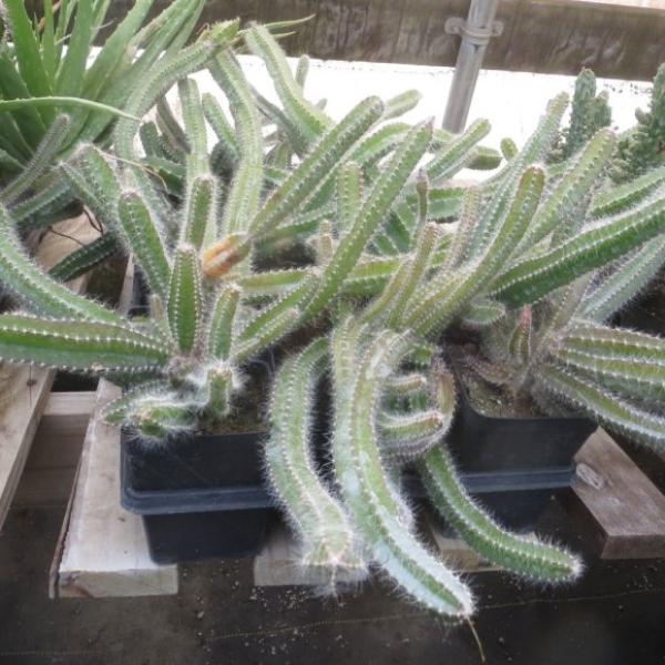 Cactus, Rope-Form - Rope form | Friends School Plant Sale