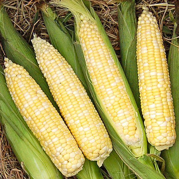 Corn, Sweet - My Fair Lady | Friends School Plant Sale