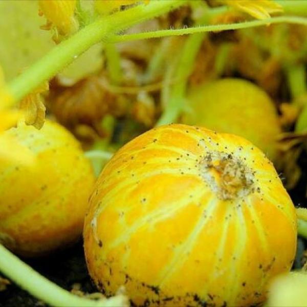 Cucumber - Lemon | Friends School Plant Sale