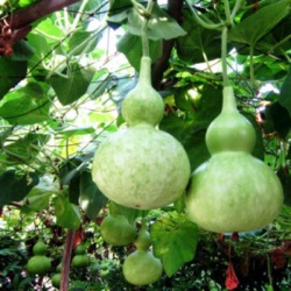 Gourd, Bottle - Birdhouse | Friends School Plant Sale
