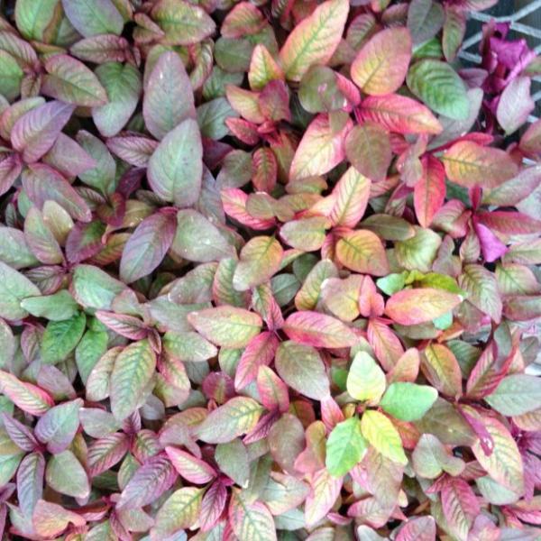 Forager's Mix - Warm Season | Friends School Plant Sale