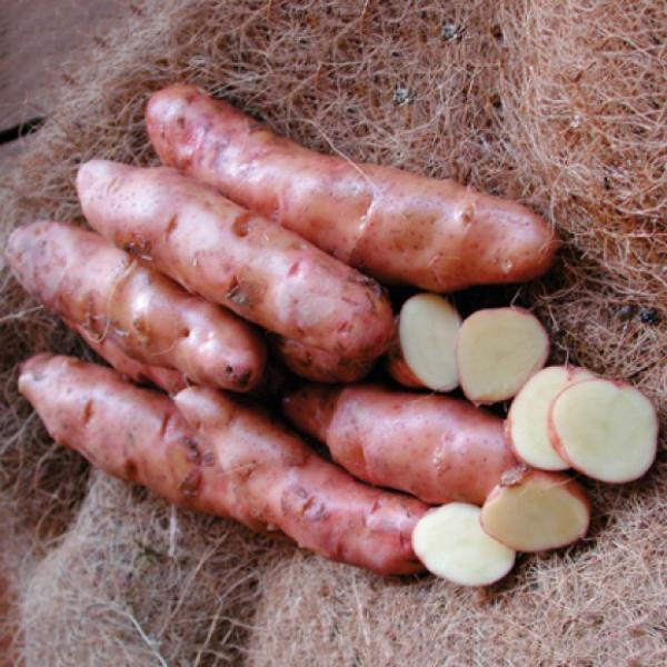 Potato - Rose Finn Apple Fingerling | Friends School Plant Sale