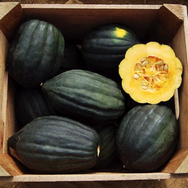 Squash, Winter - Acorn, Table Queen | Friends School Plant Sale