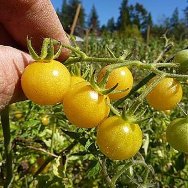 Tomato, Heirloom - Coyote | Friends School Plant Sale