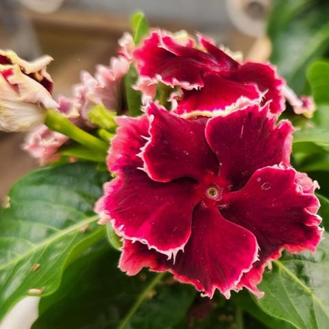 Vinca - Soiree Flamenco Salsa Red | Friends School Plant Sale