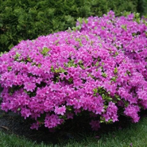 Azalea, Korean - Compacta | Friends School Plant Sale
