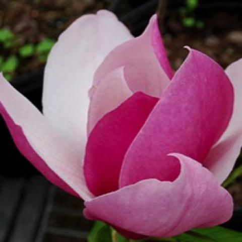 Magnolia - Frank's Masterpiece | Friends School Plant Sale