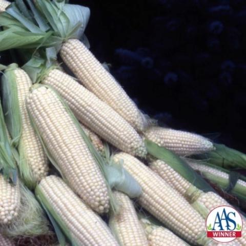 Corn, Sweet - How Sweet It Is | Friends School Plant Sale