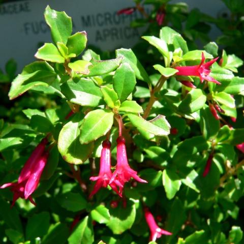 Fuchsia, Small Leaf - F. thymifolia | Friends School Plant Sale