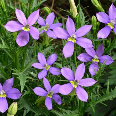 Star Flower - Fizz 'n' Pop Glowing Violet | Friends School Plant Sale