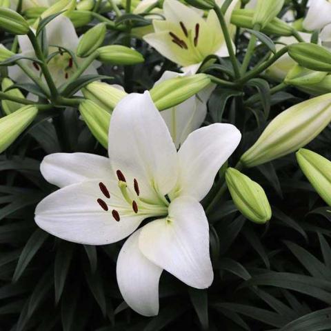 Lily, LA - Summer Sky | Friends School Plant Sale