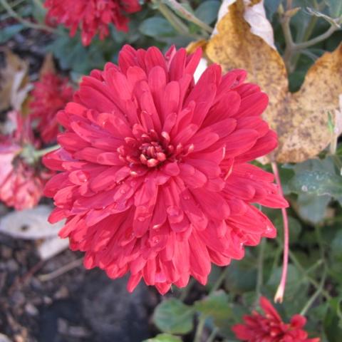 Mum, Hardy - Maroon Pride | Friends School Plant Sale